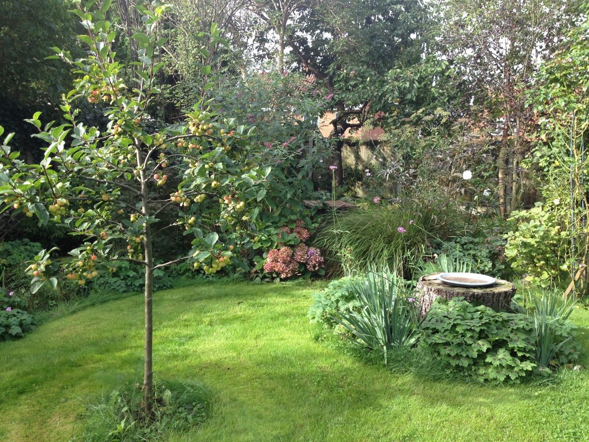 Best Native Trees for UK Gardens | Tree Planting Guide