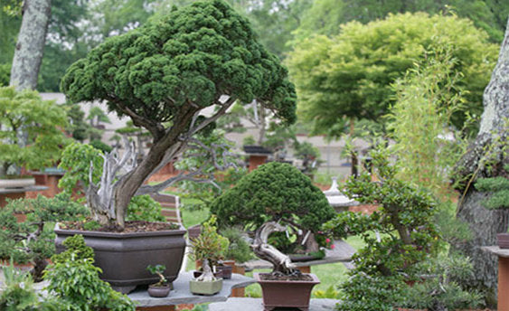 Best UK Native Trees for Bonsai | Bonsai Saplings Guide
