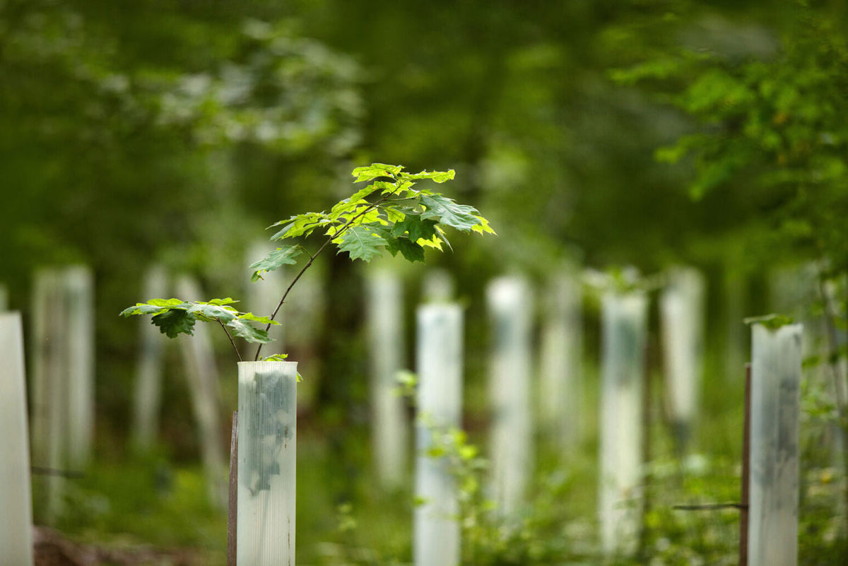How to Plant Tree Plugs | Tree Planting Guide UK