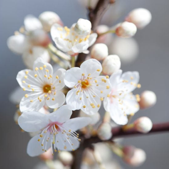 Send a Tree Gift UK – Eco-Friendly Gifts That Last