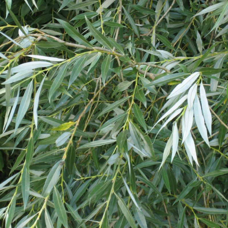 Scottish-Grown Willow Tree Seedlings | Hardy UK Willows for Sale