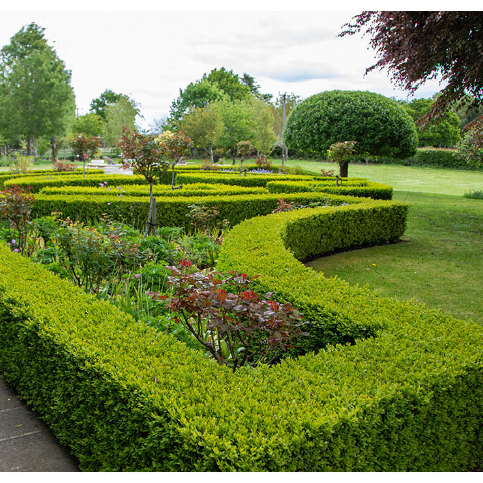 Quick-Growing Hedge Plants UK – Ready to Plant Anytime