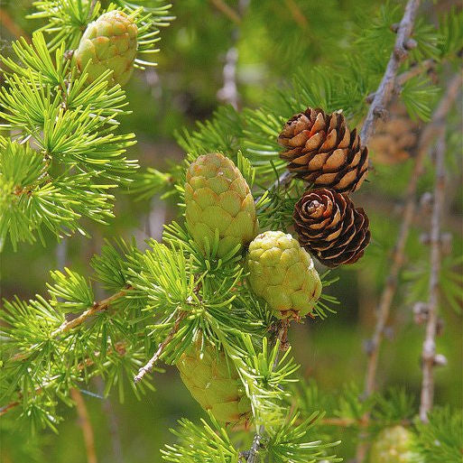 Evergreen Tree Saplings | Fast Growing Privacy Trees