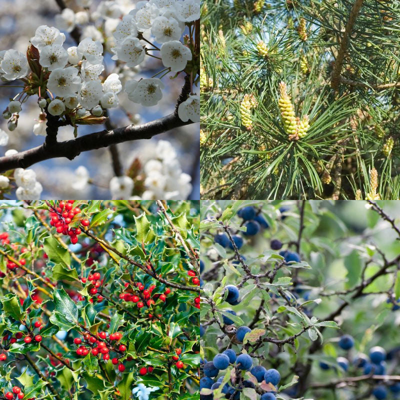 Buy UK-Grown Tree Saplings – Hardy Plug Plants for Sale