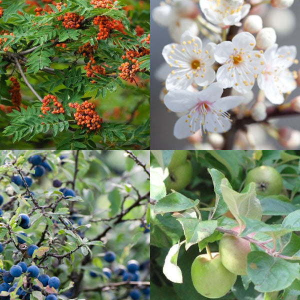 Mixed Tree & Hedging Packs UK – Plug Grown Saplings