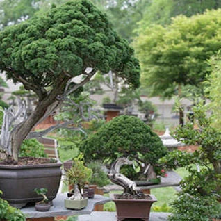 Bonsai Saplings UK – Grow Your Own Bonsai Trees | Trees by Post