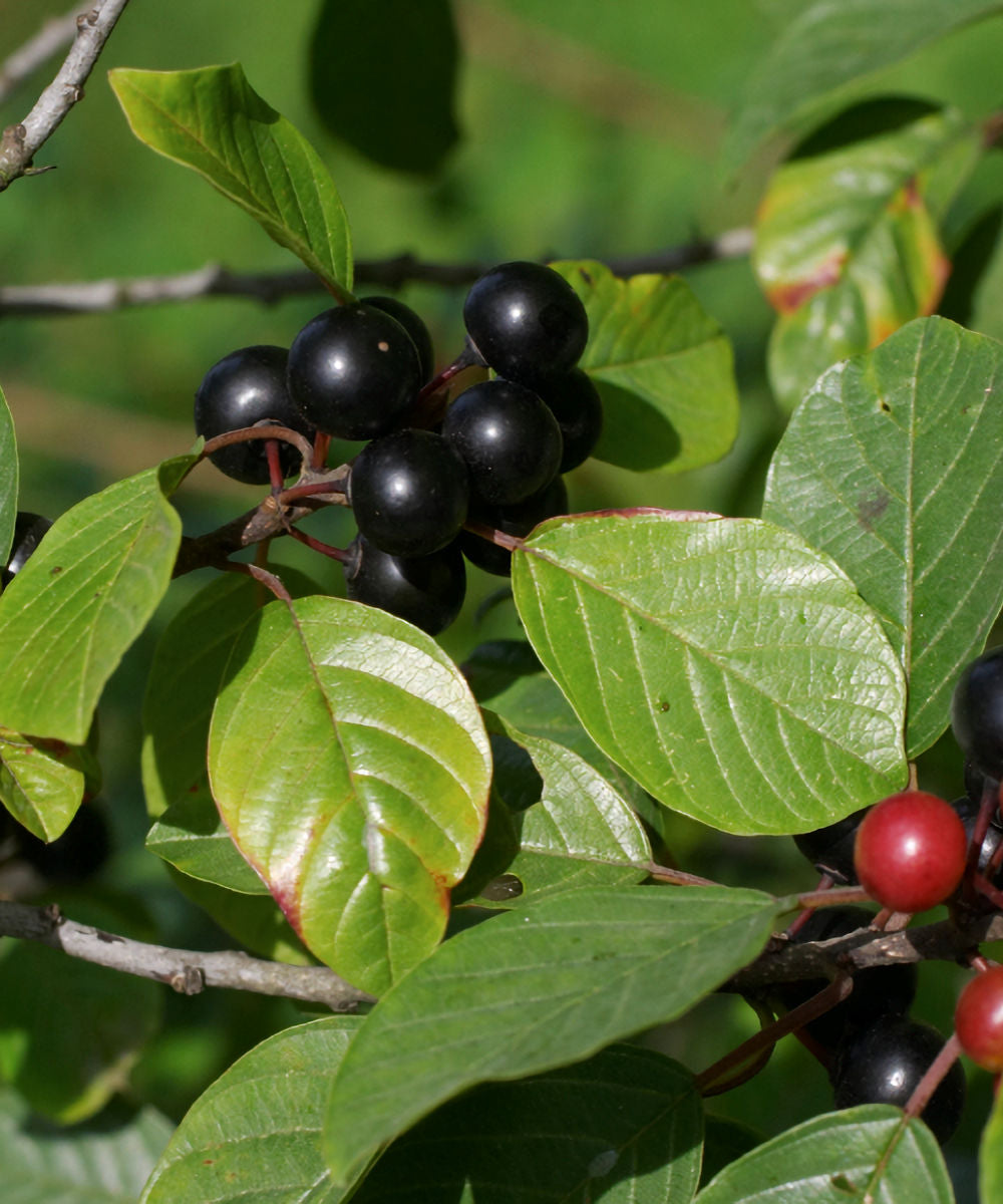 Alder Buckthorn Seedlings | UK-Grown Rhamnus frangula Shrubs
