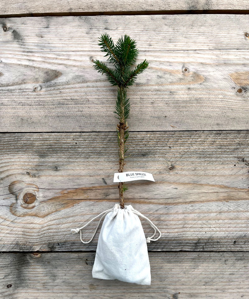 Blue Spruce Tree Gift Saplings | Picea pungens Gifts UK