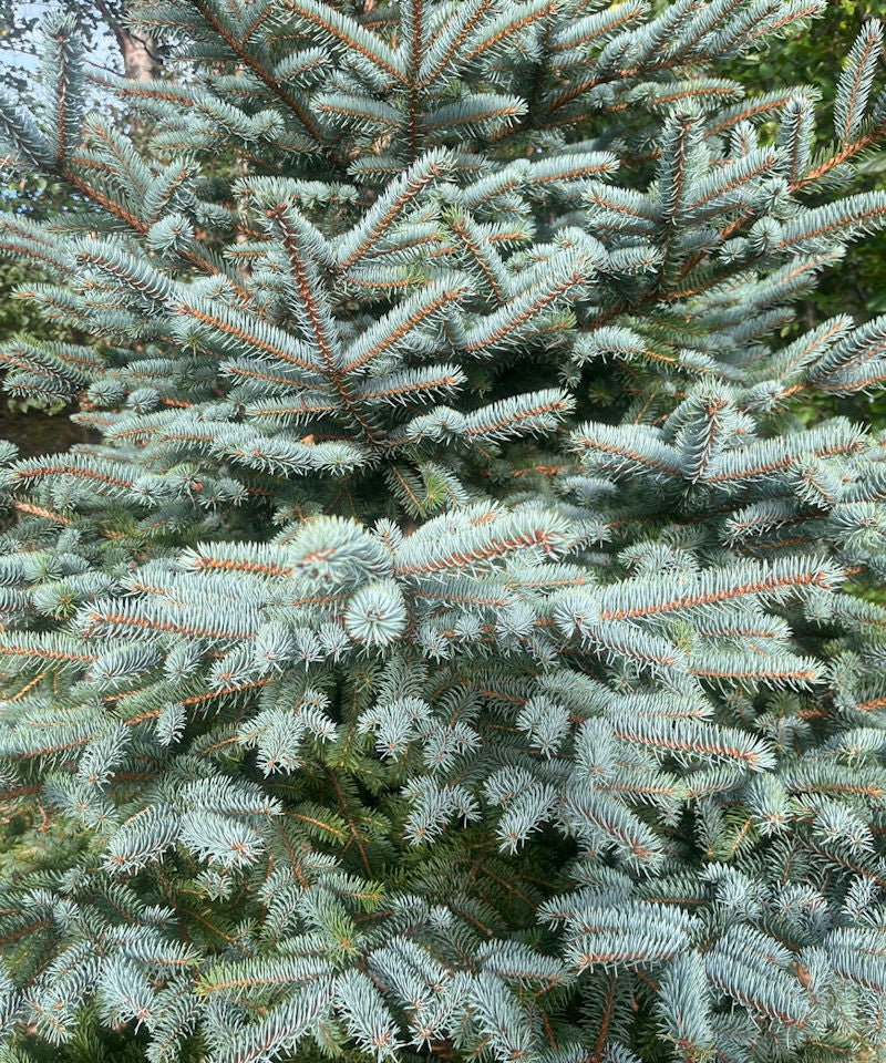 Buy Blue Spruce Saplings | Picea pungens Trees UK