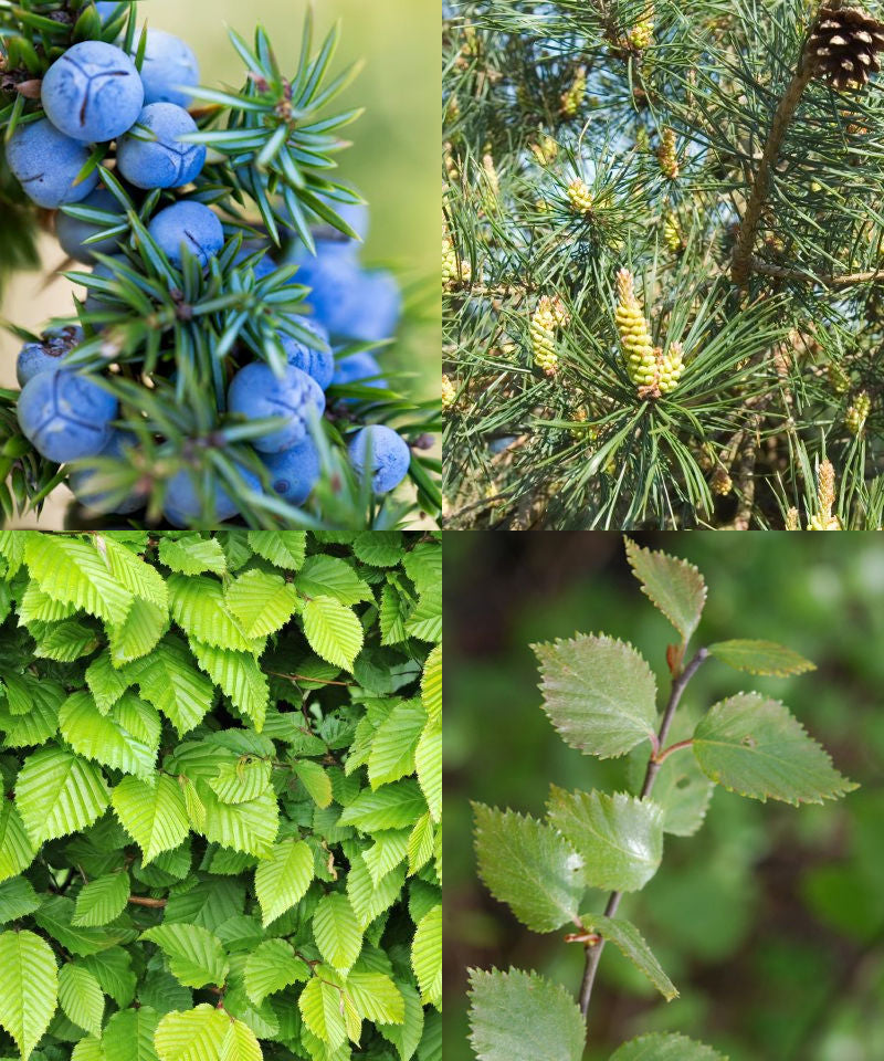 Bonsai Tree Mix | Trees by Post