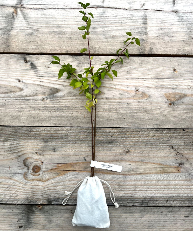 Cherry Plum Tree Gift Sapling | Prunus cerasifera UK Delivery