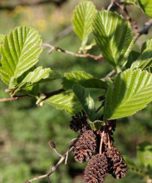Common Alder Saplings | Alnus glutinosa Trees for Wet Ground UK