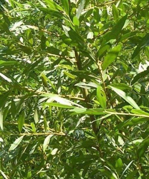Common Osier Saplings | Salix viminalis Willow Trees for Wet Areas