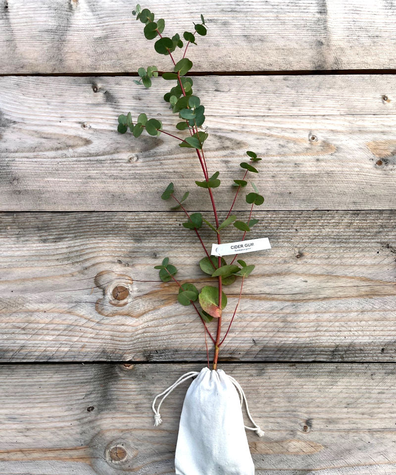 Eucalyptus Gunnii Cider Gum Tree Gift – Evergreen Sapling | UK Delivery