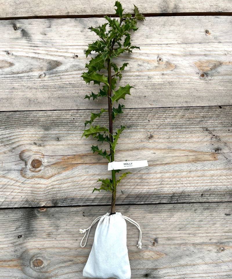 Holly Tree Gift | Sapling Present for Garden & Wildlife