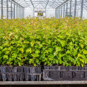 Buy Tree Saplings, Seedlings, Hedging & Plants Online