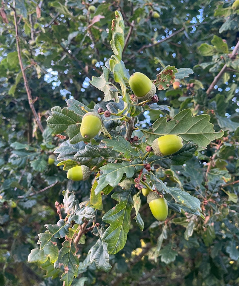 Buy Pedunculate Oak Trees - Quercus robur Saplings UK