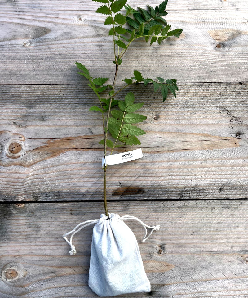 Rowan Tree Gift | Native Sapling Delivered UK-Wide
