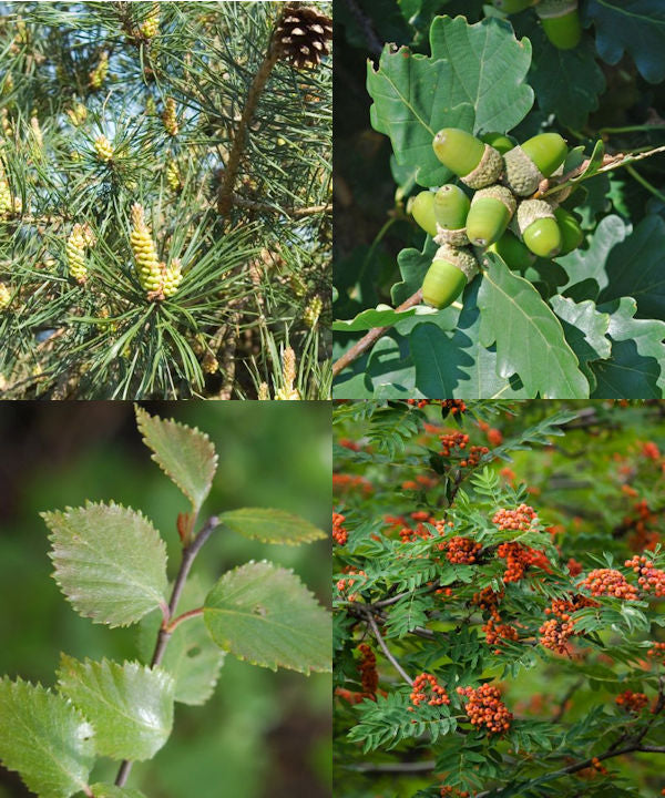 Scottish Tree Mix | Native Saplings for UK Gardens
