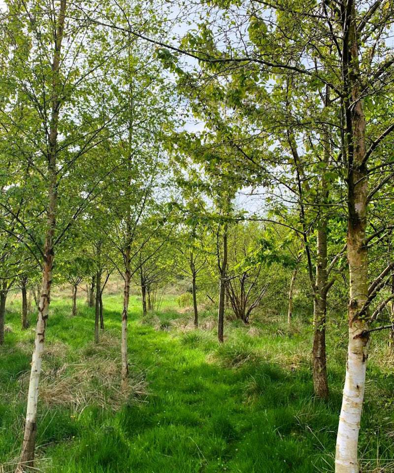 Silver Birch Tree Favours for Weddings & Corporate Events