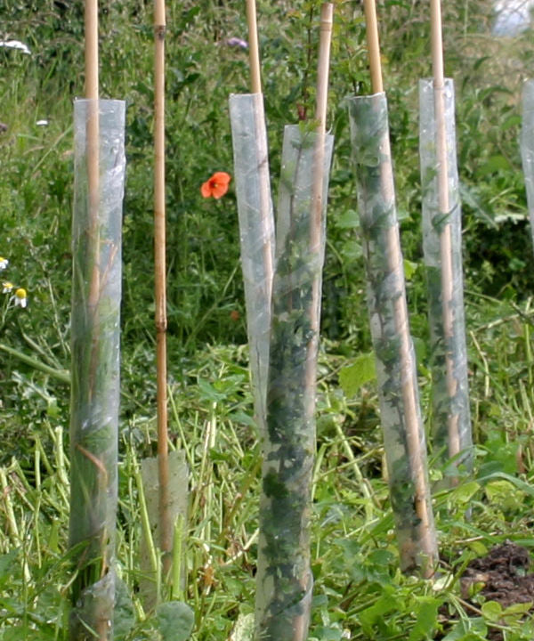 Spiral Tree Guards 0.6m | Rabbit Protection for Hedging Trees