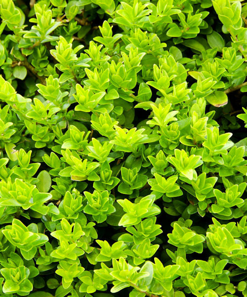Boxleaf Honeysuckle Plants | Lonicera nitida Loose Hedging