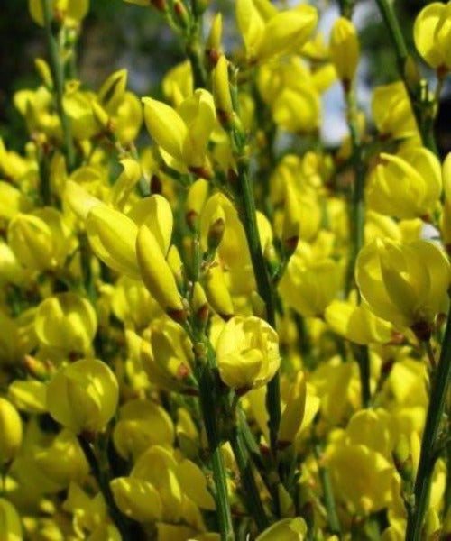 Broom Plants for Sale | Cytisus scoparius Shrubs & Hedging UK