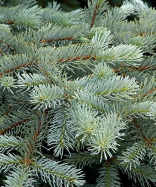 Buy Blue Spruce Saplings | Picea pungens Trees UK