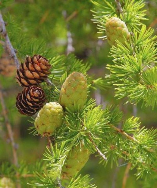Buy European Larch Saplings (Larix decidua) | Fast-Growing UK Native Trees