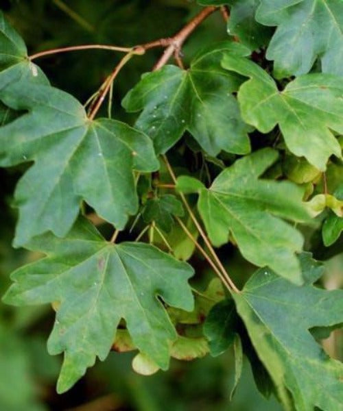 Buy Field Maple (Acer campestre) Saplings – UK Native Trees