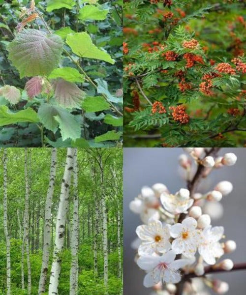 Buy Garden Tree Mix Pack – Native Trees for UK Gardens