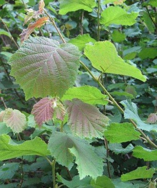 Hazel Favour | Trees by Post