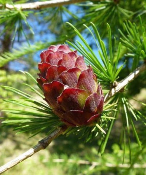 Hybrid Larch Trees for Sale | Larix eurolepis UK Saplings