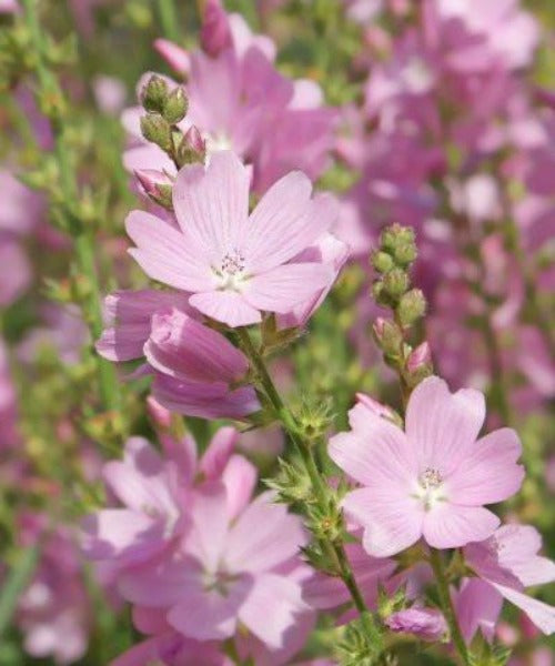 Buy Musk Mallow Plants (Malva moschata) | UK Wildflower