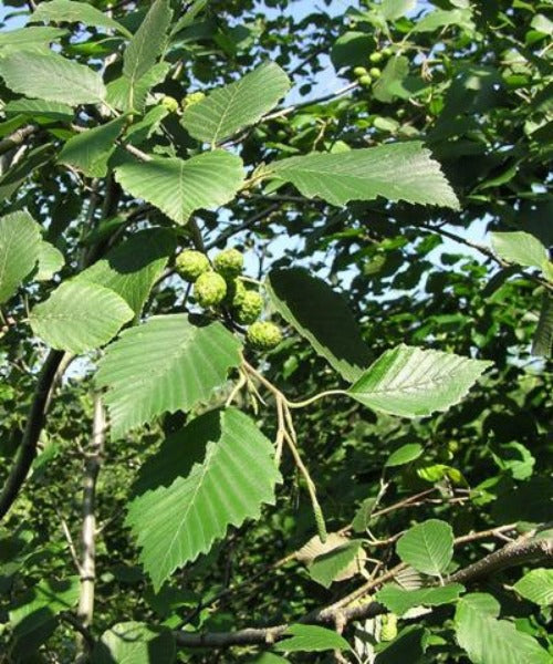 Buy Red Alder Trees - Alnus rubra Saplings for UK Delivery