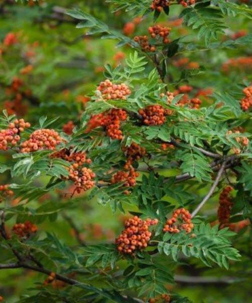 Buy Rowan Trees (Sorbus aucuparia) for Sale | Fast UK Delivery