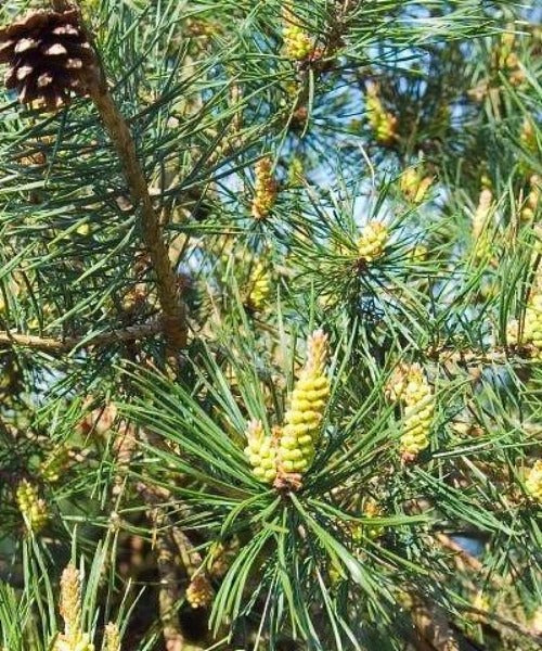 Scots Pine Tree Saplings | Native UK Evergreen Trees for Sale