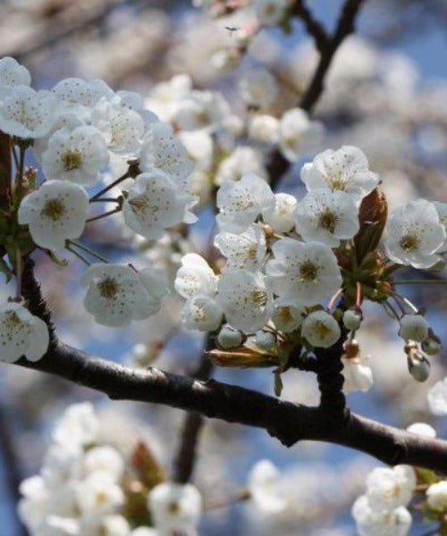 Buy Wild Cherry Trees – Prunus avium Saplings | UK Native