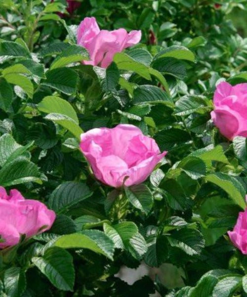 Buy Ramanas Rose – Rosa rugosa Shrubs for Hedging & Wildlife