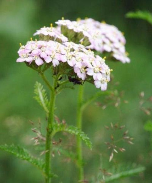 Buy Yarrow Plants – Achillea millefolium | UK Native Wildflower