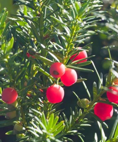 Buy Yew Trees (Taxus baccata) | Evergreen Hedging Saplings for Sale UK